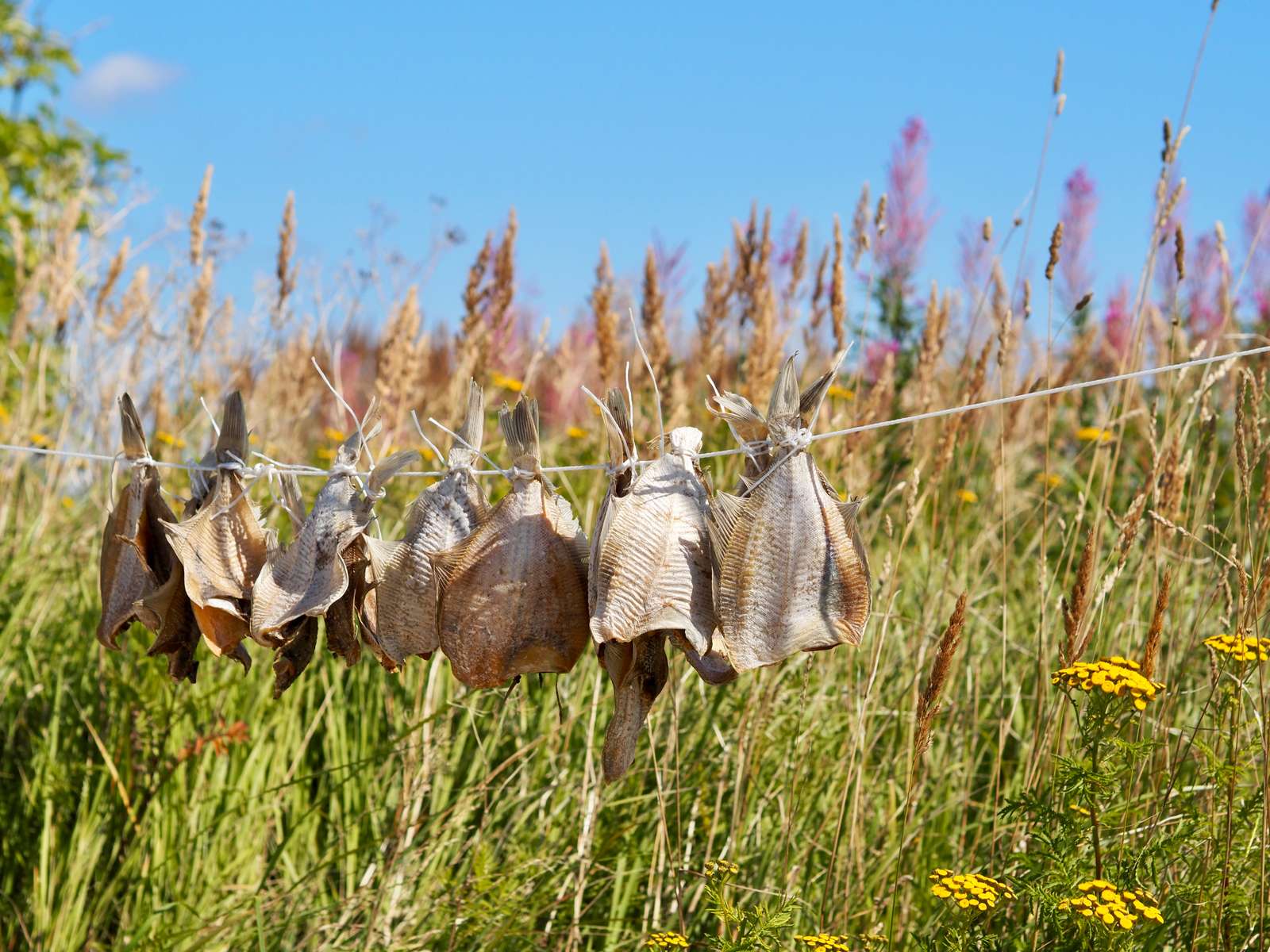 Naturoplevelser i Asaa | Enjoy Nordjylland